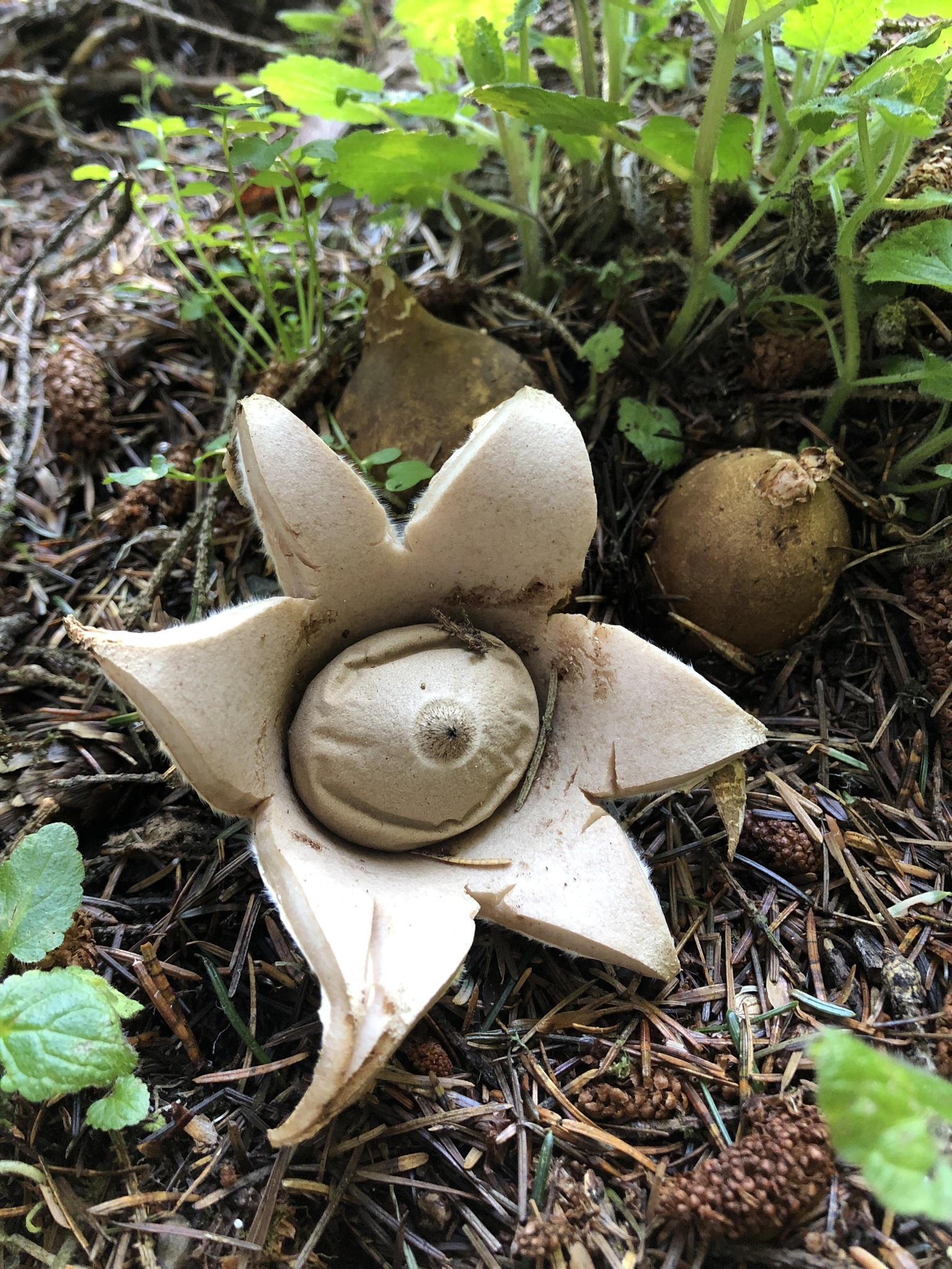Geastrum saccatum Fr.