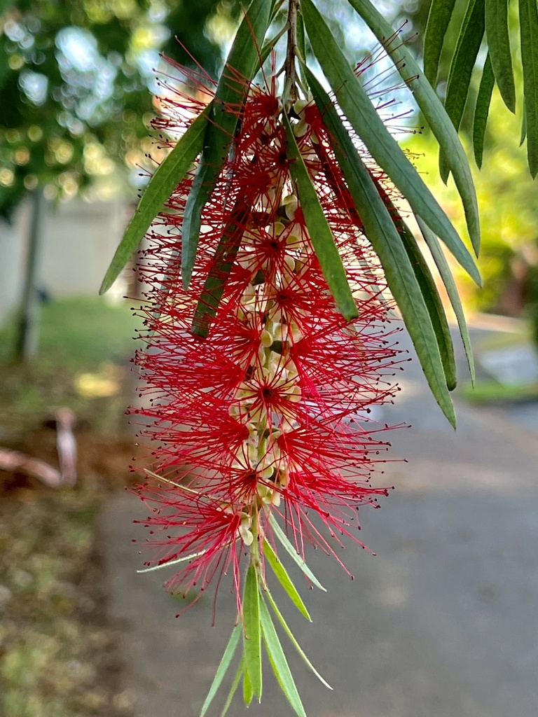 bottlebrushes from Clair Avenue, Berea, KZN, ZA on January 29, 2022 at ...