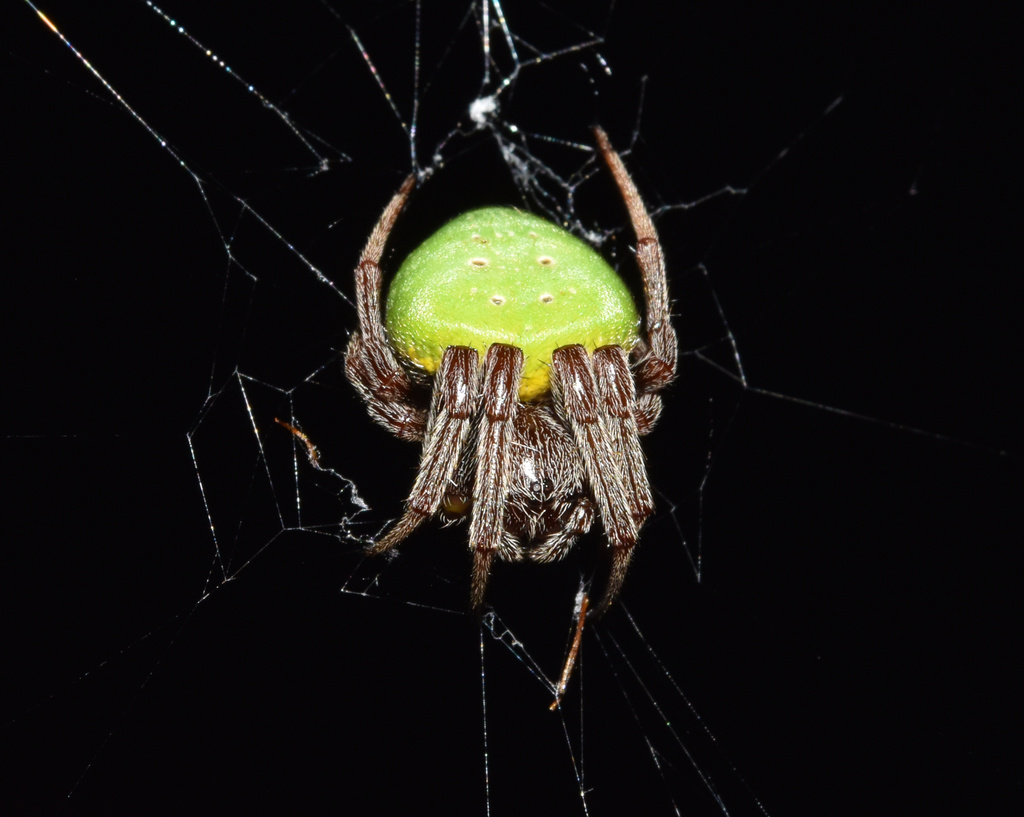 Green-pea Spider from Tyburn Way, Westville, KZN, ZA on January 26 ...