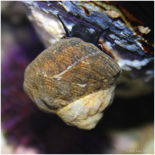 Gilded Tegula (Tegula aureotincta) · iNaturalist