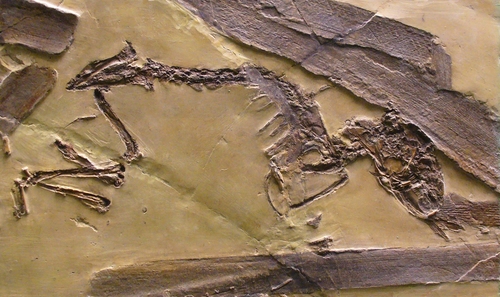 Sardinian Pikas (Family Prolagidae) · iNaturalist United Kingdom