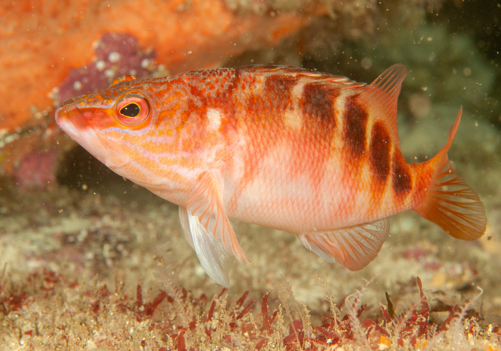 Halfbanded Seaperch from "Shark Point, Clovelly, NSW, Australia" on ...