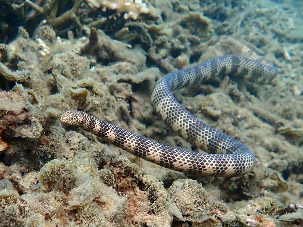 Reef Shallows Sea Snake (Aipysurus duboisii) - Snakes and Lizards