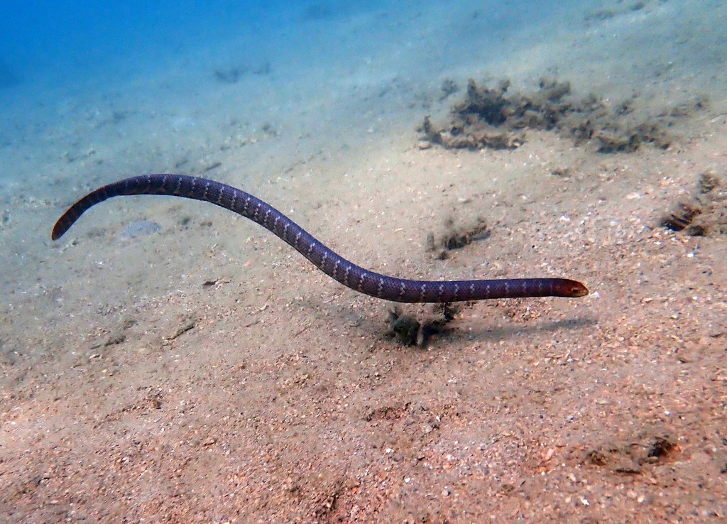 Olive Sea Snake (Aipysurus laevis) - Snakes and Lizards