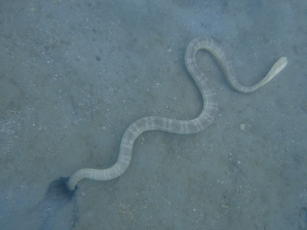 Horned Sea Snake (Hydrophis peronii) - Snakes and Lizards