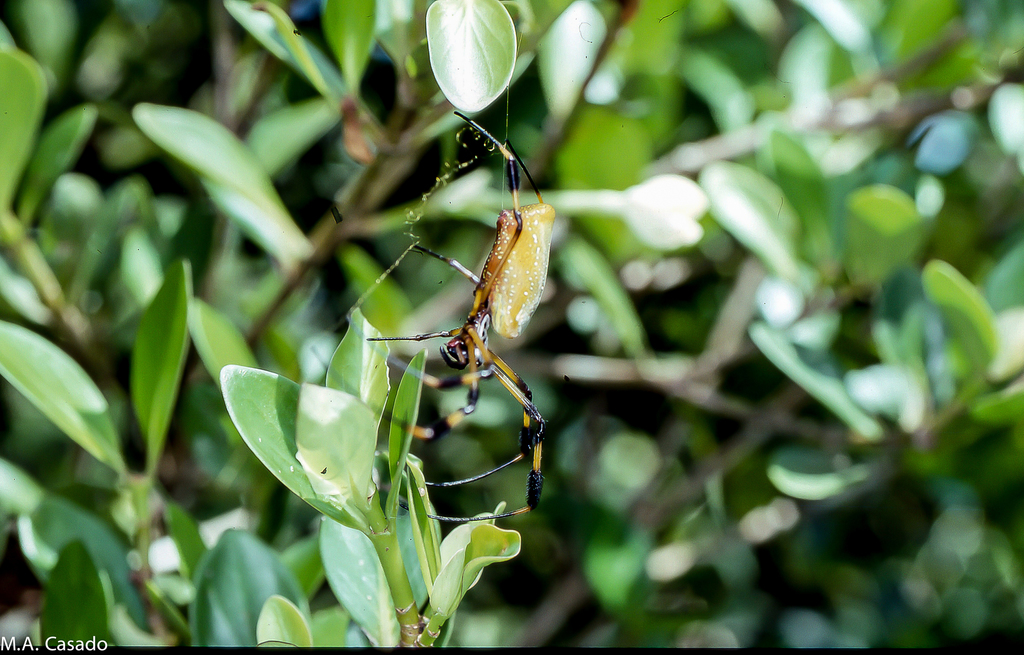 Golden Silk Spider from Cerro Vigia, 95804 Ver., México on October 14 ...