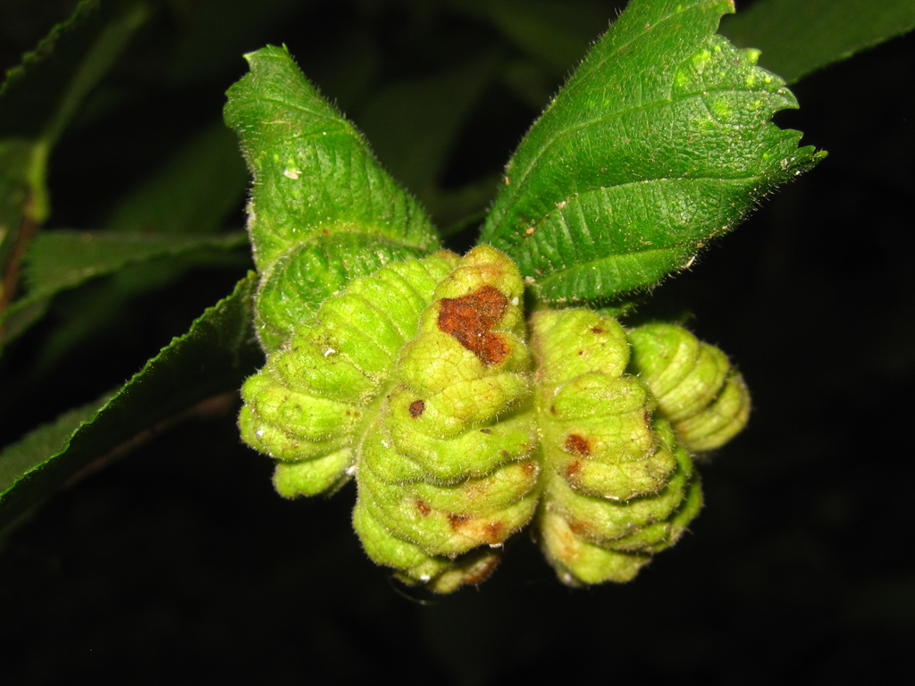 Insects from 가야산 on July 02, 2012 by onidiras-iNaturalist · iNaturalist