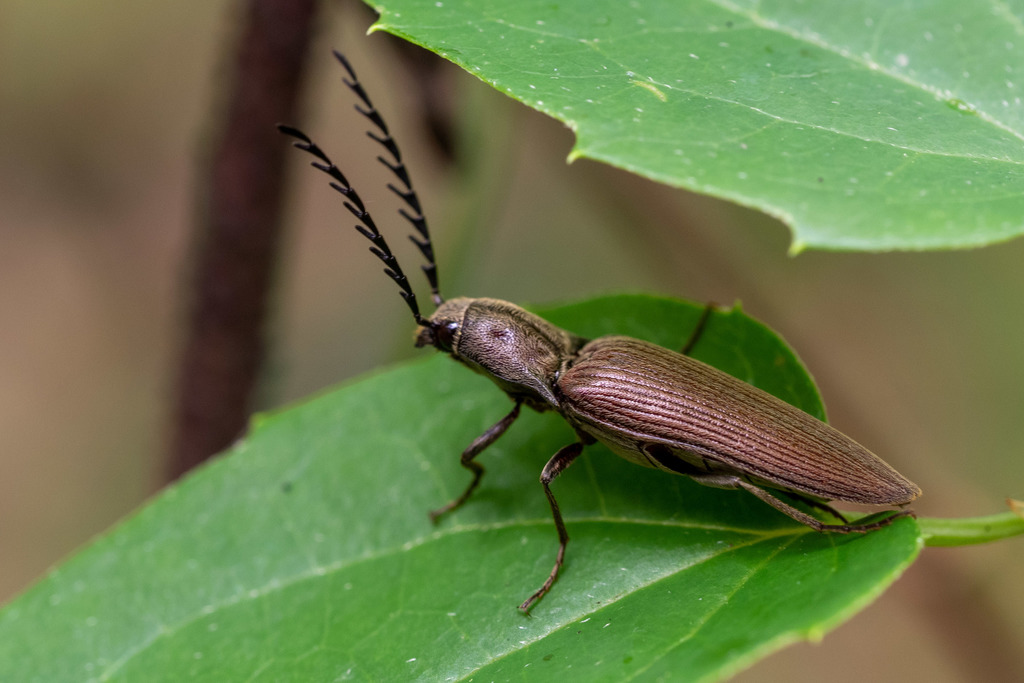 Dicteniophorus ramifer from Sydney NSW, Australia on January 14, 2022 ...