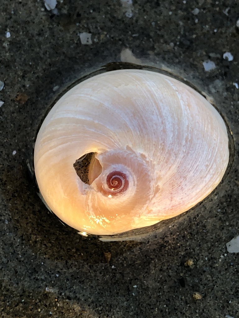 Bladder Moon Snail from Taean, KR-GN, KR on January 29, 2022 at 05:30 ...