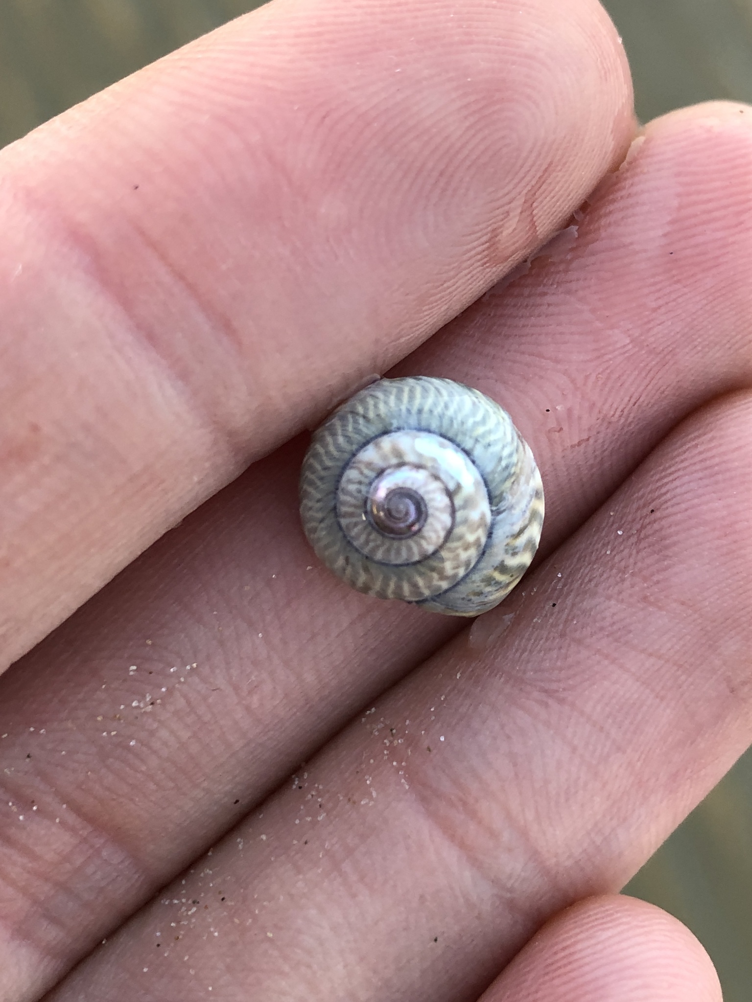 Umbonium thomasi (Crosse, 1863)