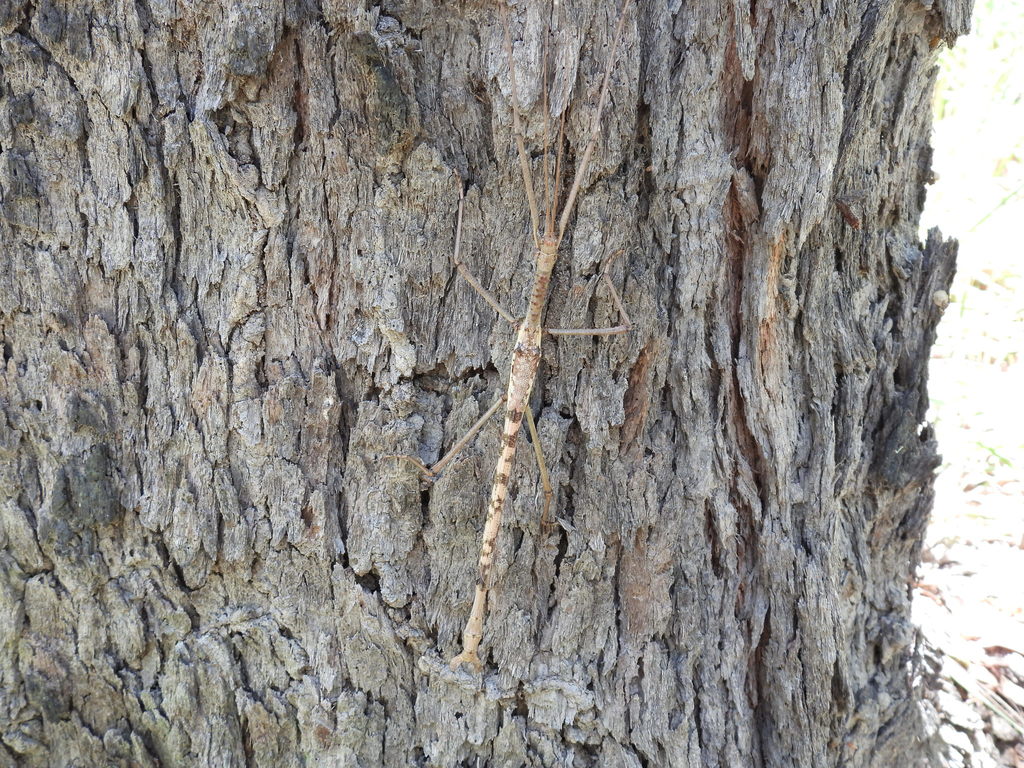 Giant Spiny Acrophylla from 100 Wolston Rd, Wacol QLD 4076, Australia ...