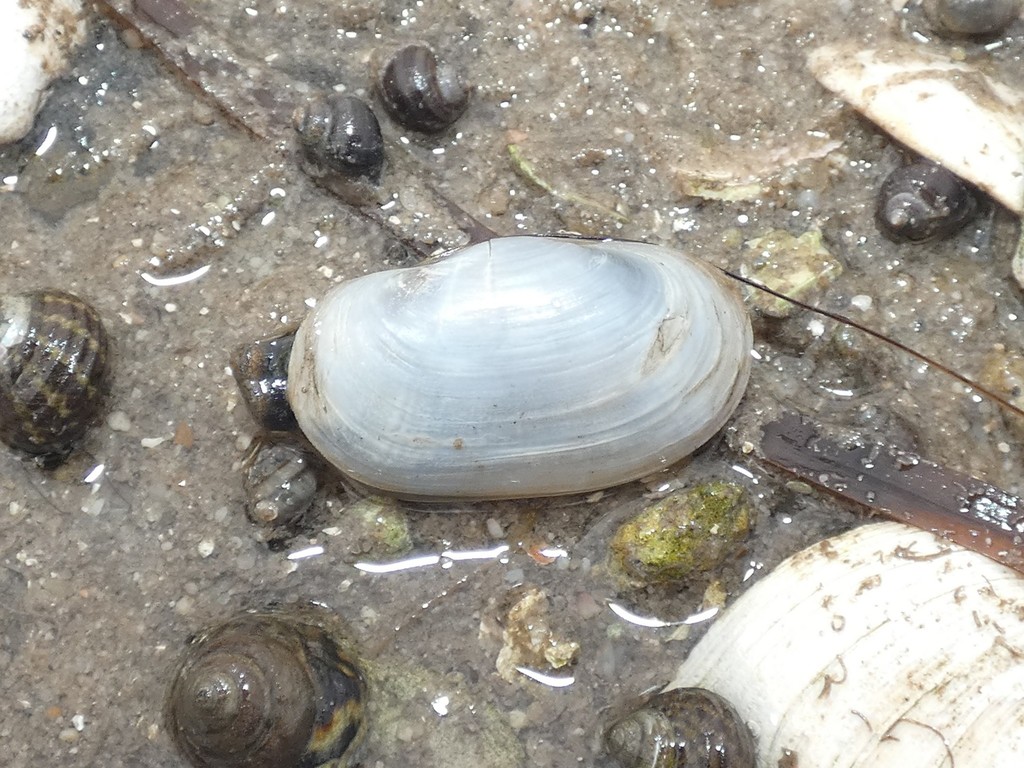 Laternulidae from Corio - Inner, Victoria, Australia on January 29 ...