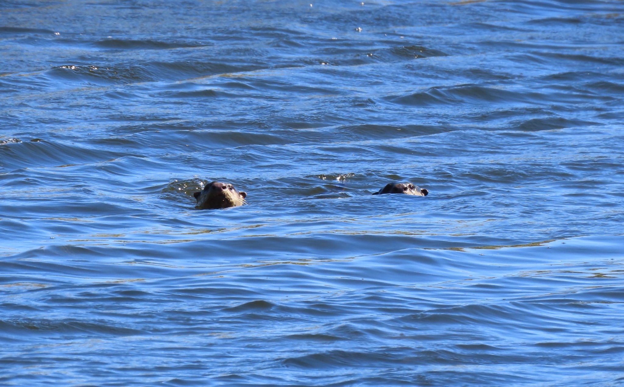 Aonyx capensis capensis
