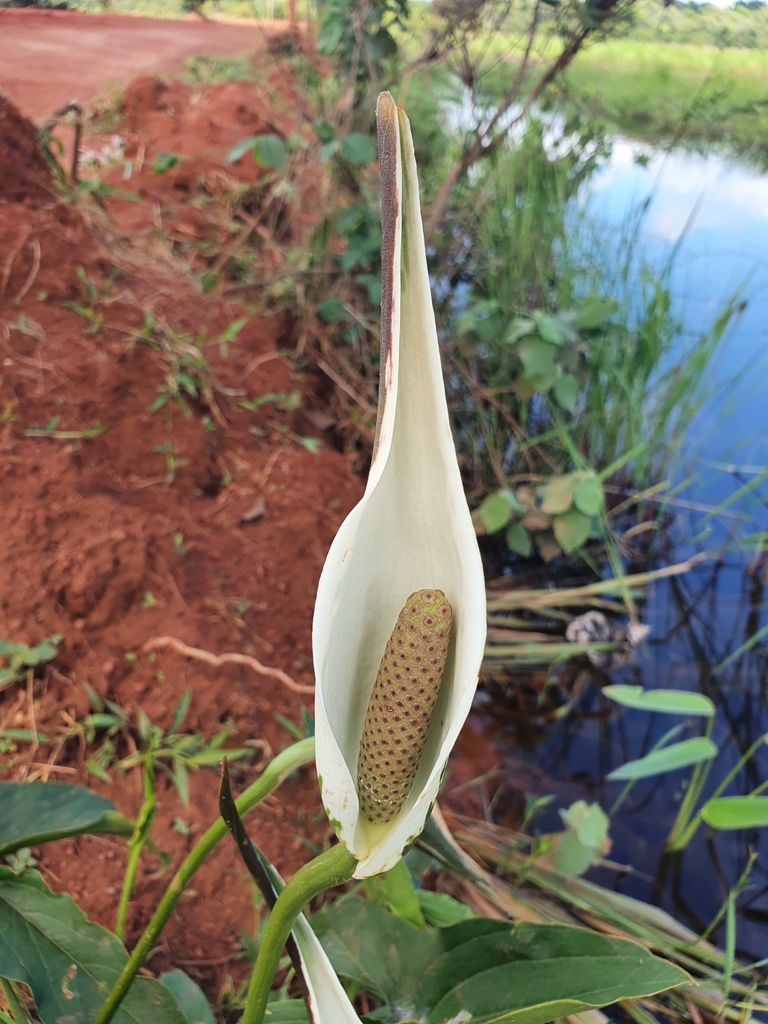 arum family from San Ramón, Bolivia on January 19, 2022 at 10:55 AM by ...