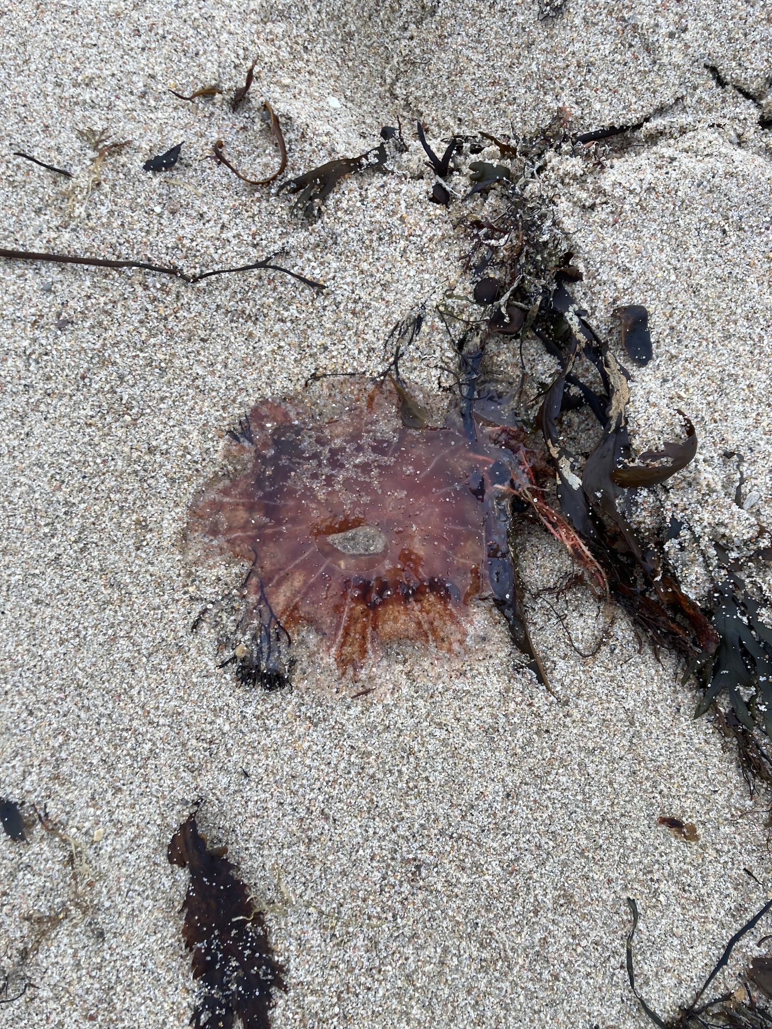 Cyanea capillata (Linnaeus, 1758)