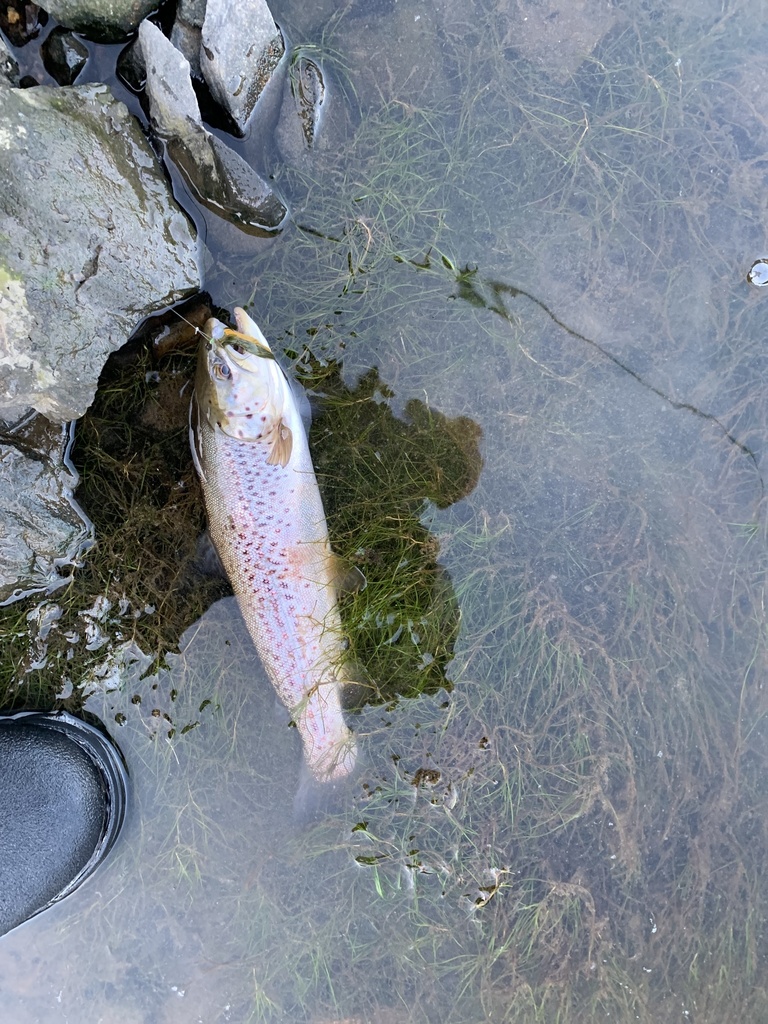 Brown Trout from Calico Rock, AR, US on January 25, 2022 at 04:59 PM by ...