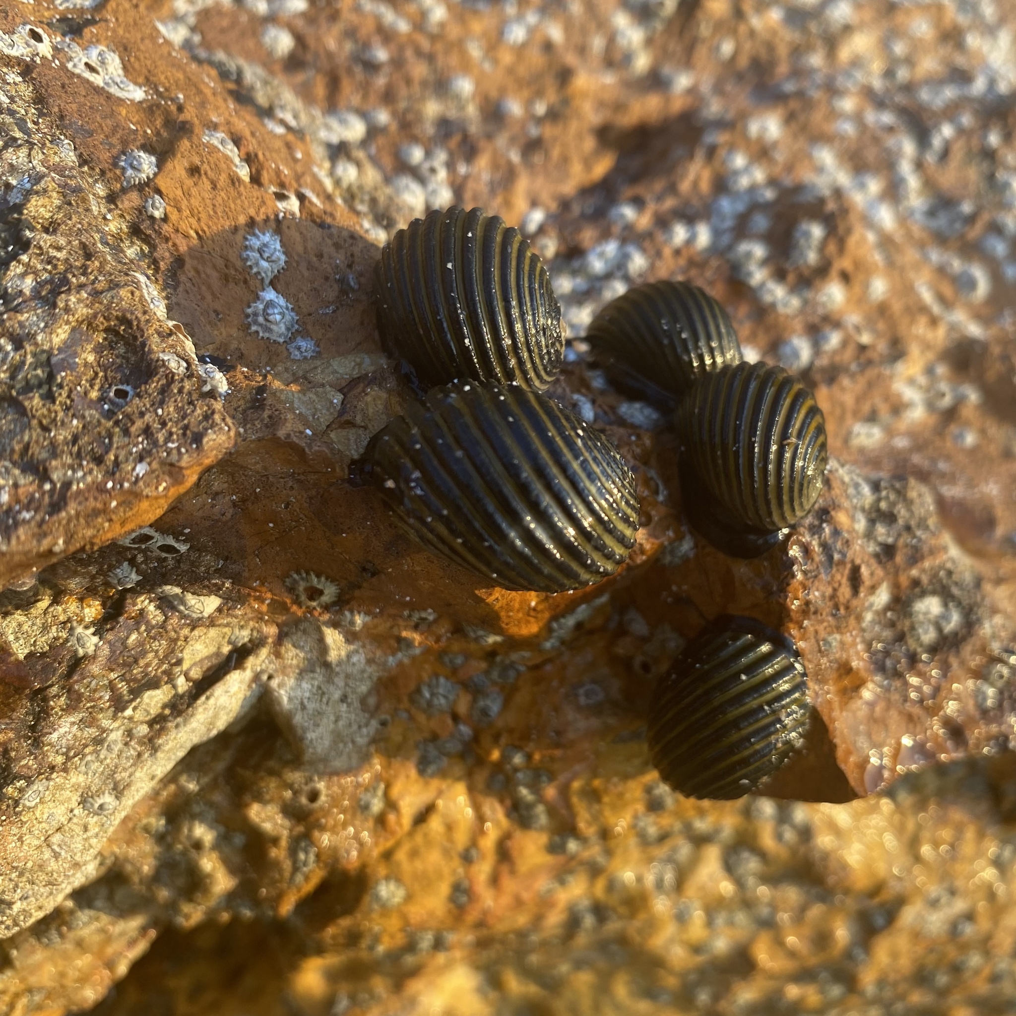 Nerita costata Gmelin, 1791