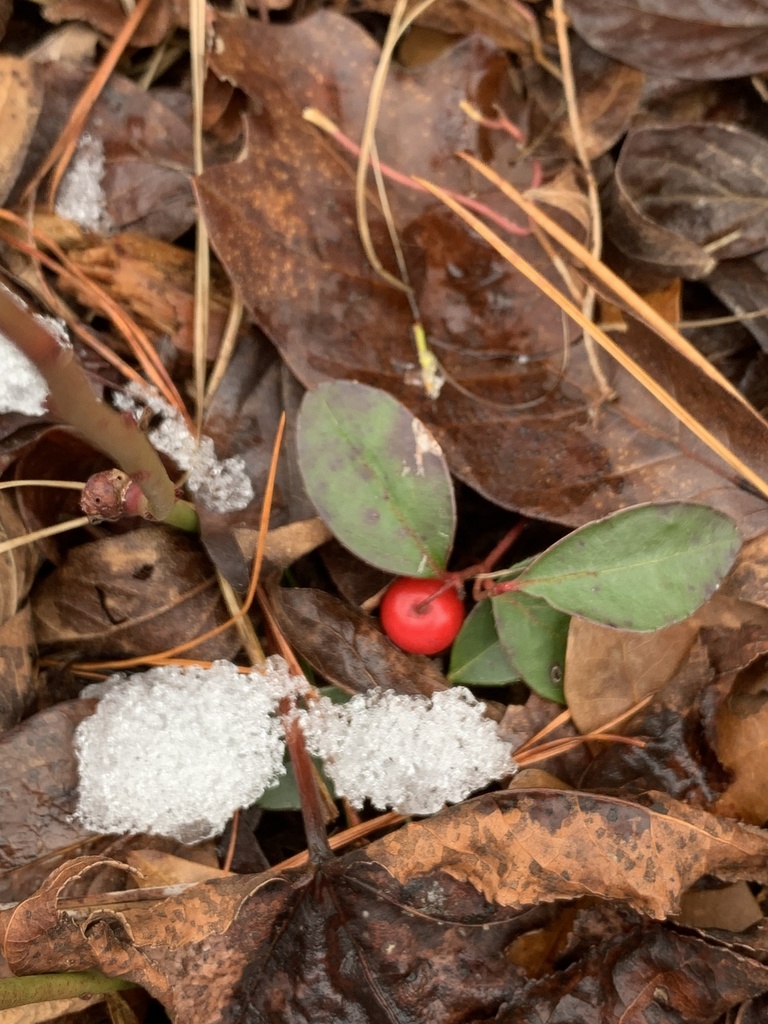 Eastern Teaberry from Parsonsburg, MD, US on January 28, 2022 at 02:01 ...