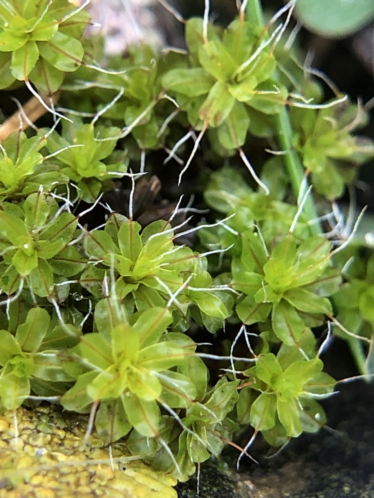 Intermediate Screw-moss (Syntrichia montana) - Botanical Realm