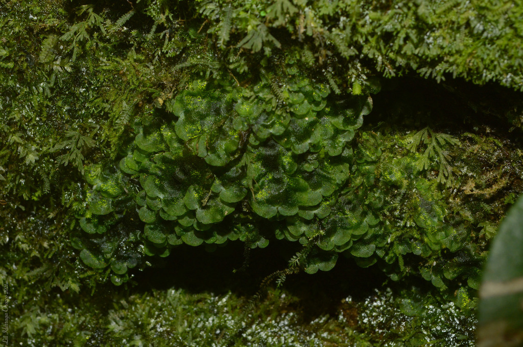 Monoclea forsteri from Boa Vista, Rio do Sul - SC, Brasil on December ...