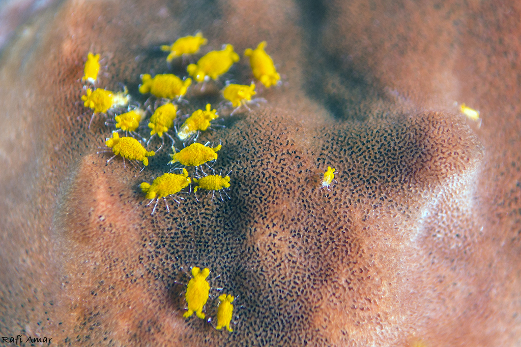 Sponge Isopods from West Manggarai Regency, East Nusa Tenggara ...