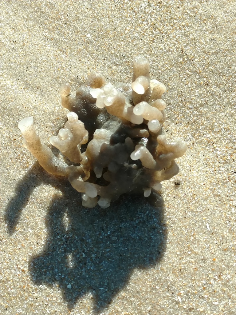 Alcyonidium from Sussex County, DE, USA on January 2, 2018 at 11:09 AM ...