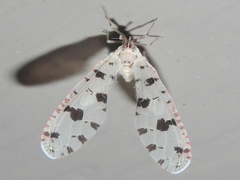 Sikaiana harti in September 2020 by privatenoaccess · iNaturalist