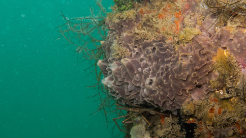 Mycale angulosa · iNaturalist