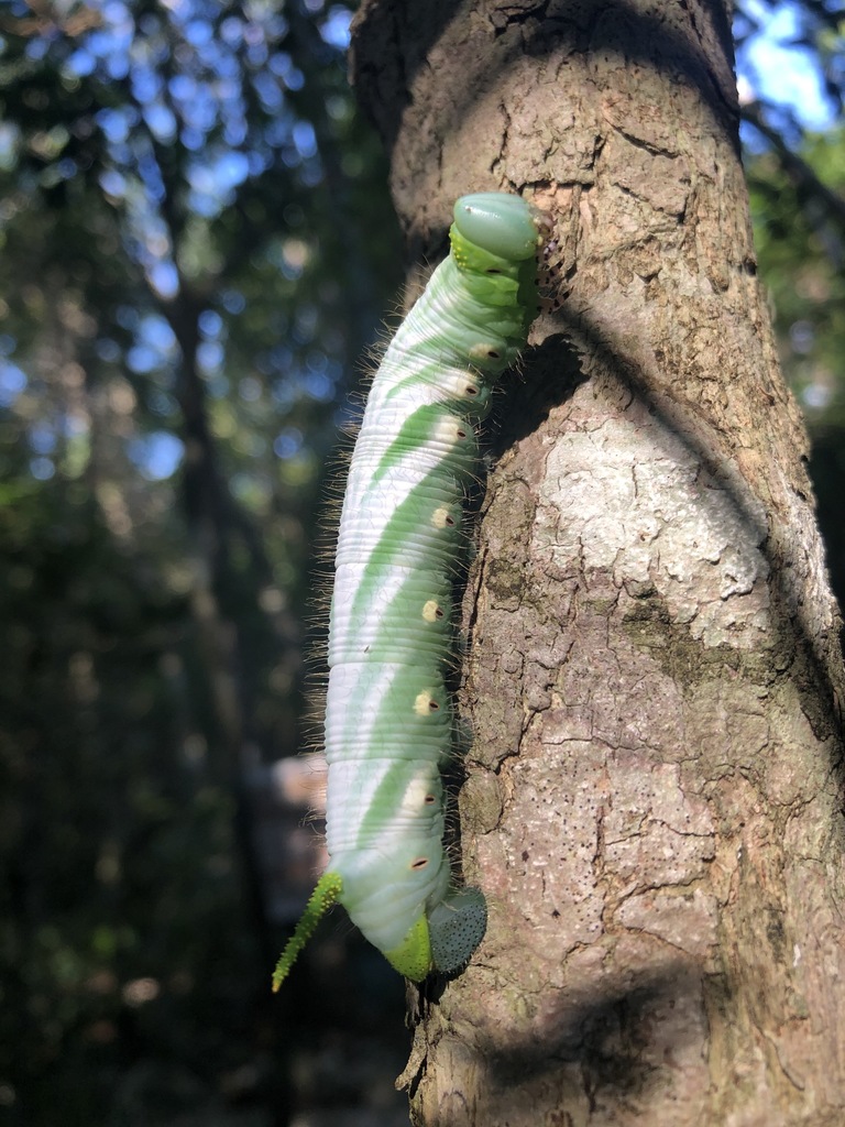 Neococytius cluentius from Municipio de Tulum, Q.R., México on November ...