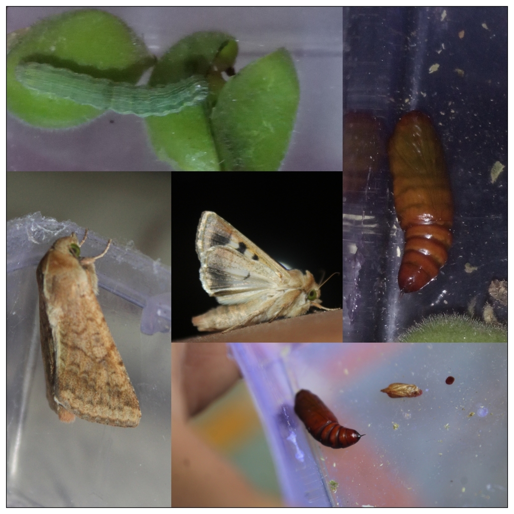 Cotton Bollworm Moth from Rajkot by Jadeja Namrataba · iNaturalist