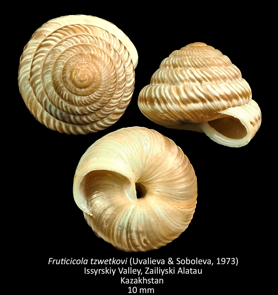 Fruticicola tzwetkovi from District de Talgar, Kazakhstan on October 12 ...