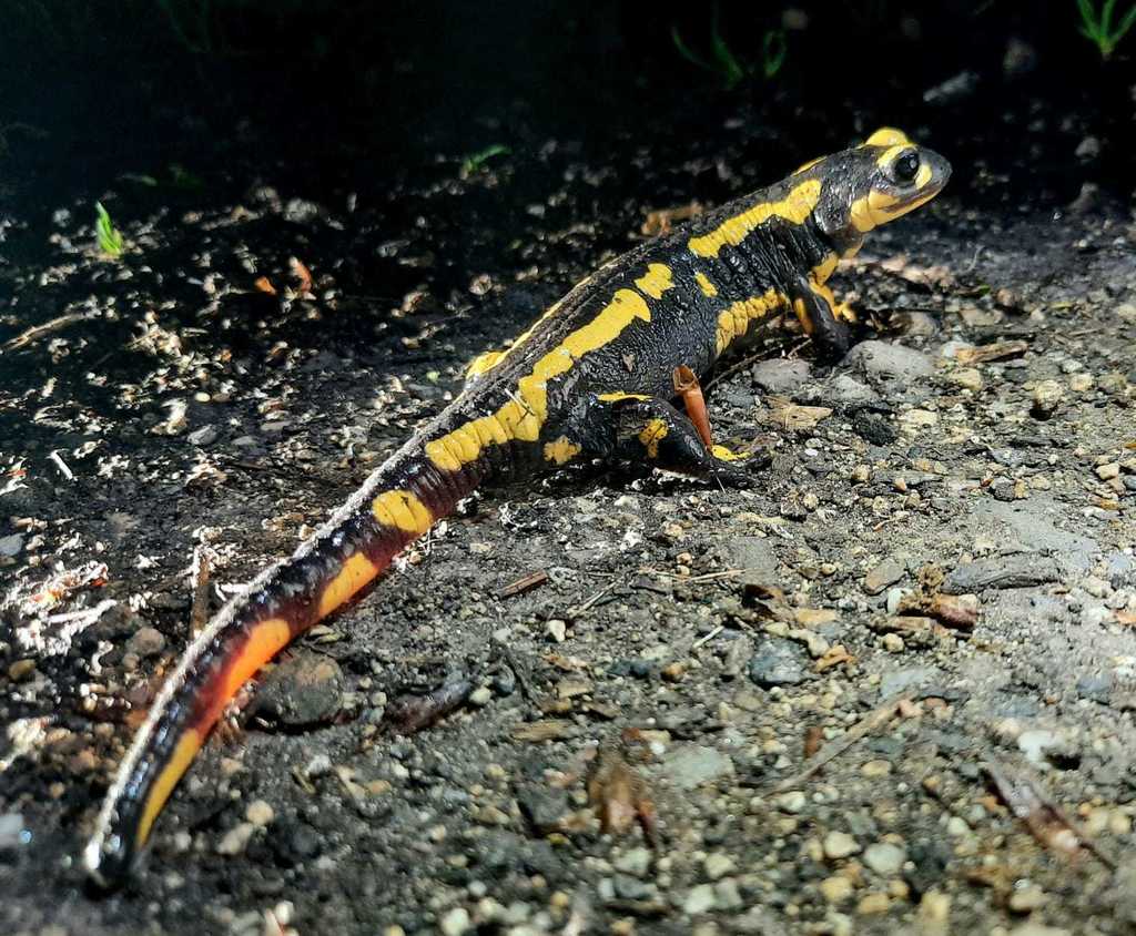 Fire Salamander from 53937 Schleiden, Deutschland on June 06, 2021 at ...