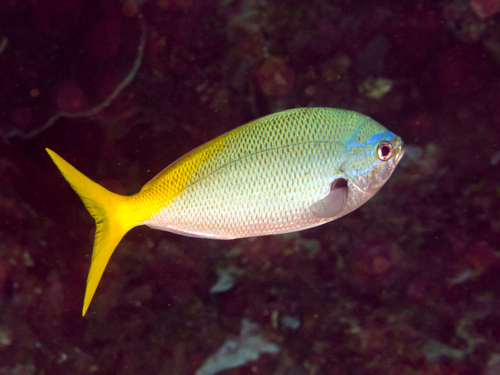 Yellowtail Fusilier (Caesio cuning) - Marine Life Identification