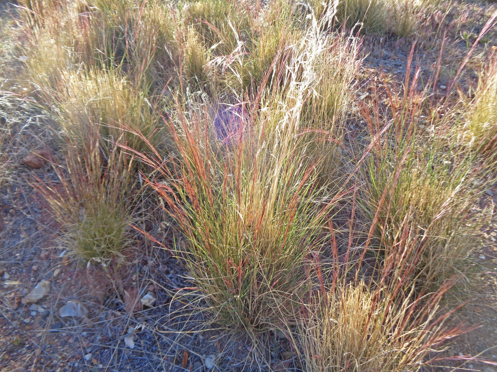 Red Threeawn from Hurricane, UT 84737, USA on April 20, 2018 at 06:16 ...