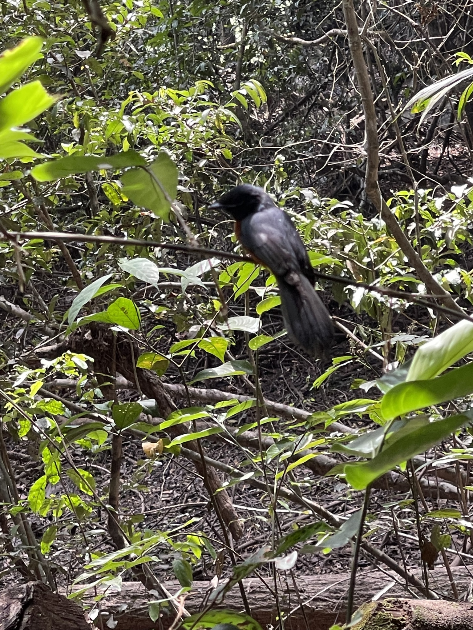 Terpsiphone rufiventer (Swainson, 1837)