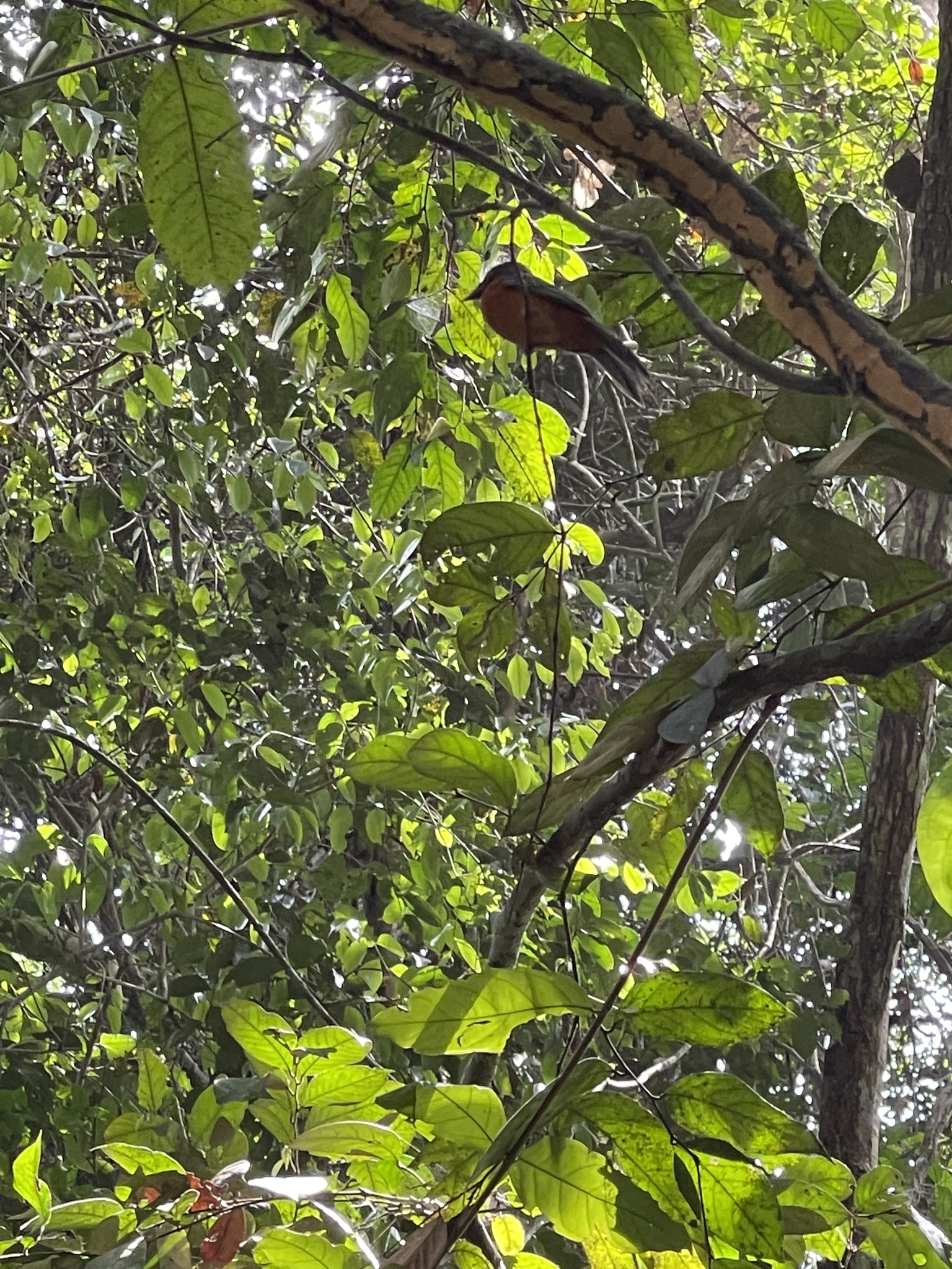 Terpsiphone rufiventer (Swainson, 1837)