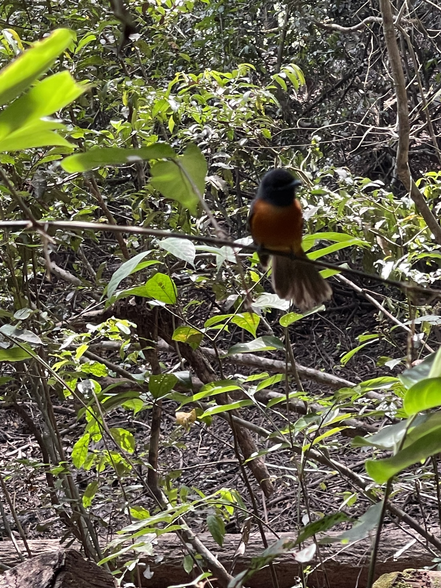 Terpsiphone rufiventer (Swainson, 1837)