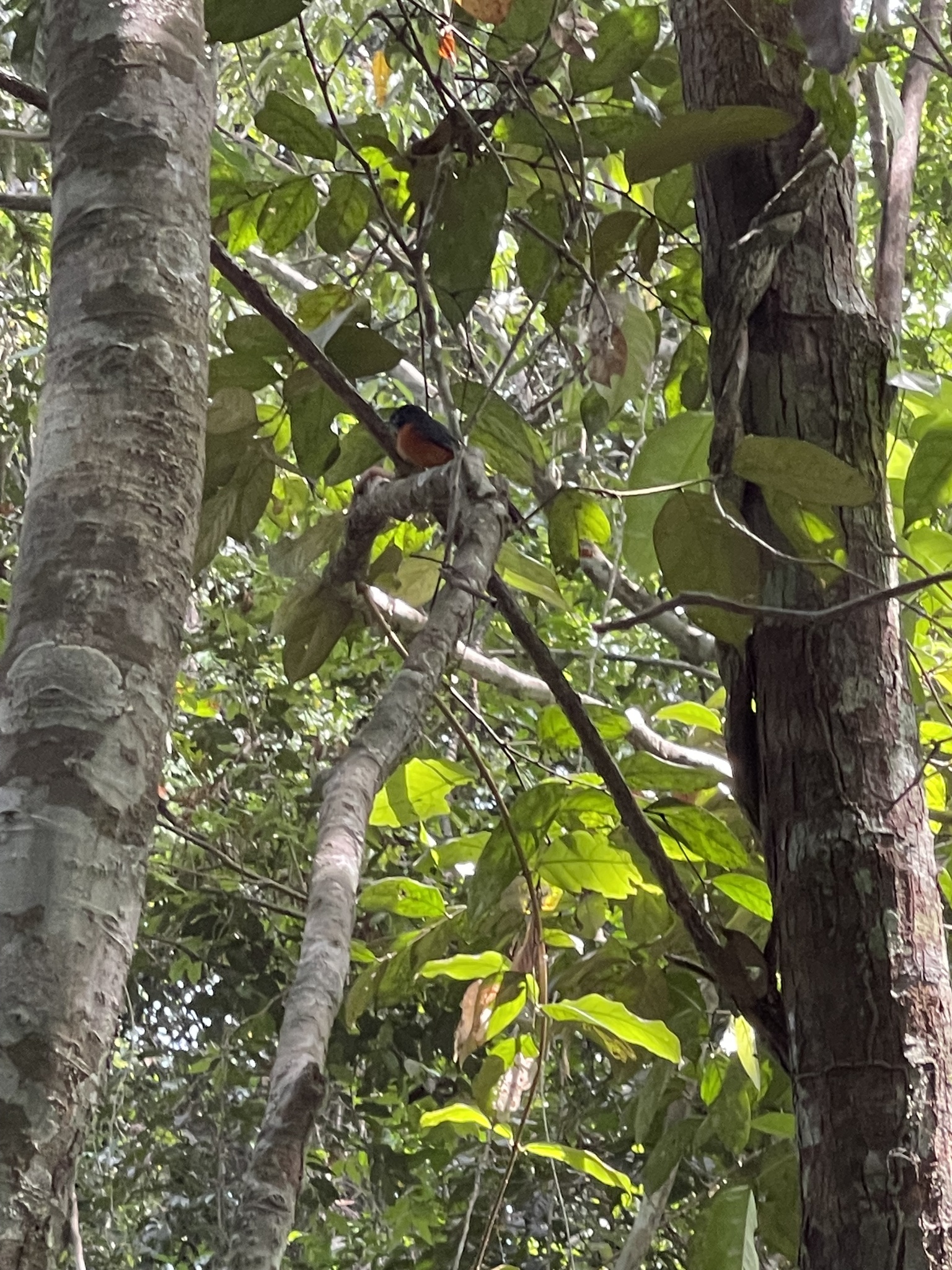 Terpsiphone rufiventer (Swainson, 1837)