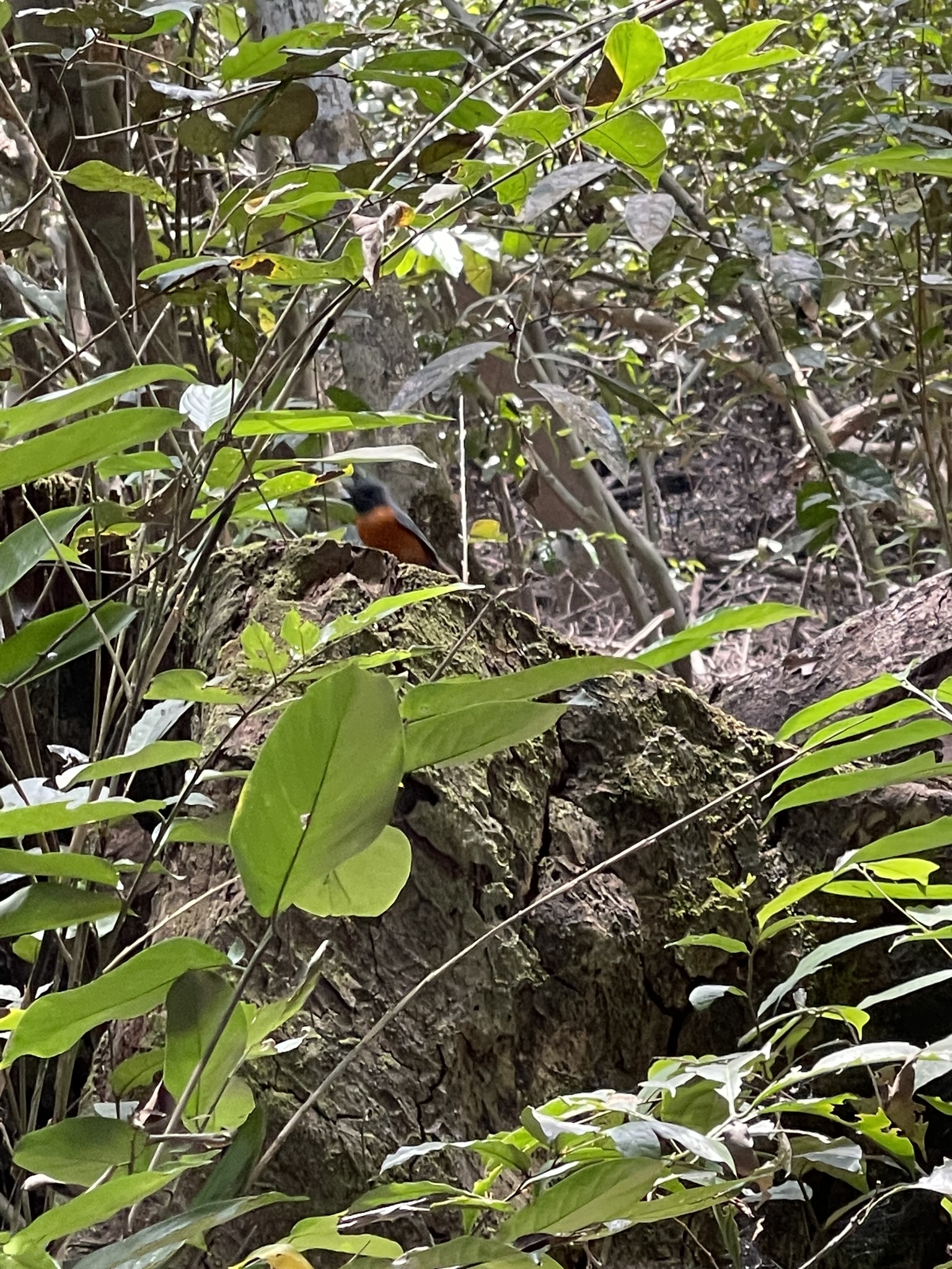 Terpsiphone rufiventer (Swainson, 1837)