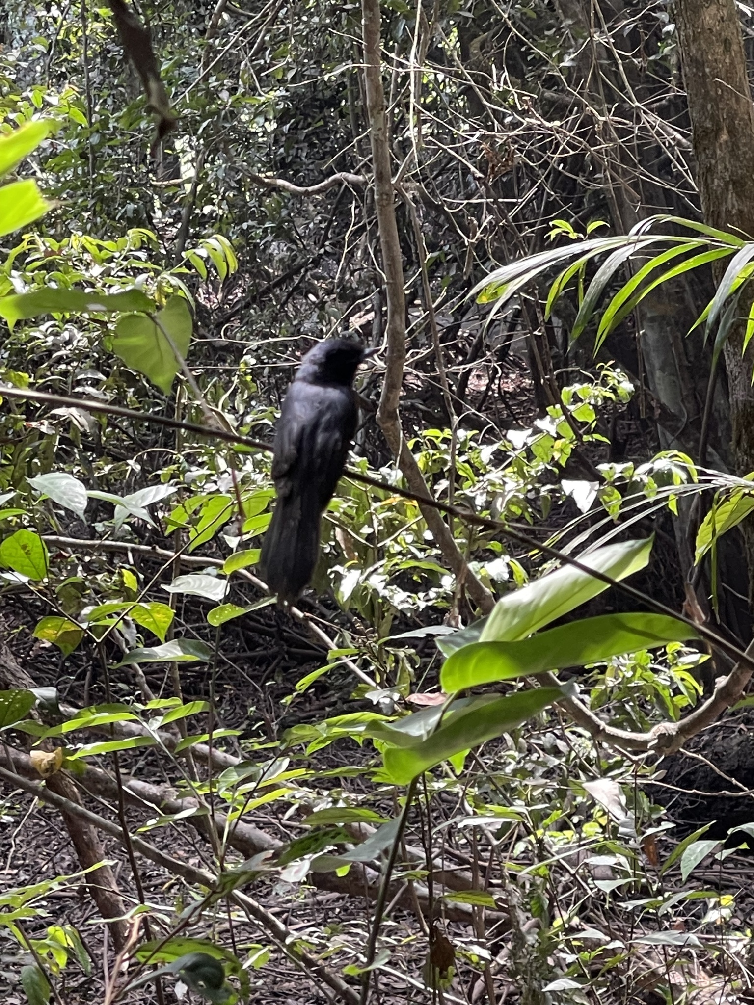 Terpsiphone rufiventer (Swainson, 1837)