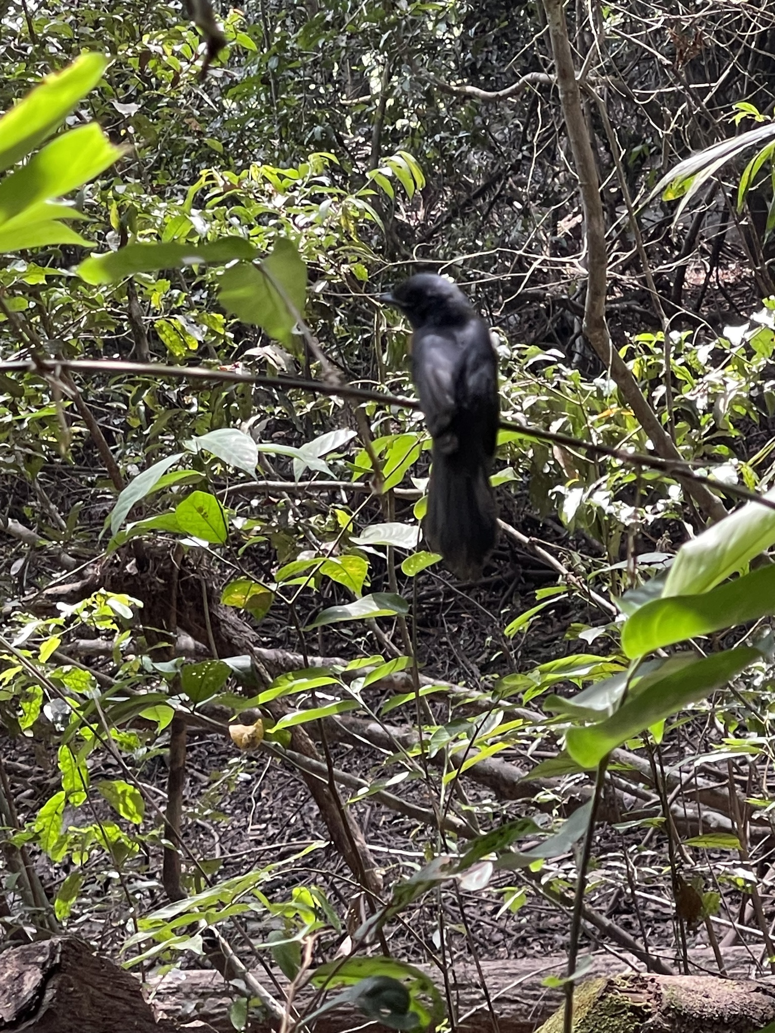 Terpsiphone rufiventer (Swainson, 1837)