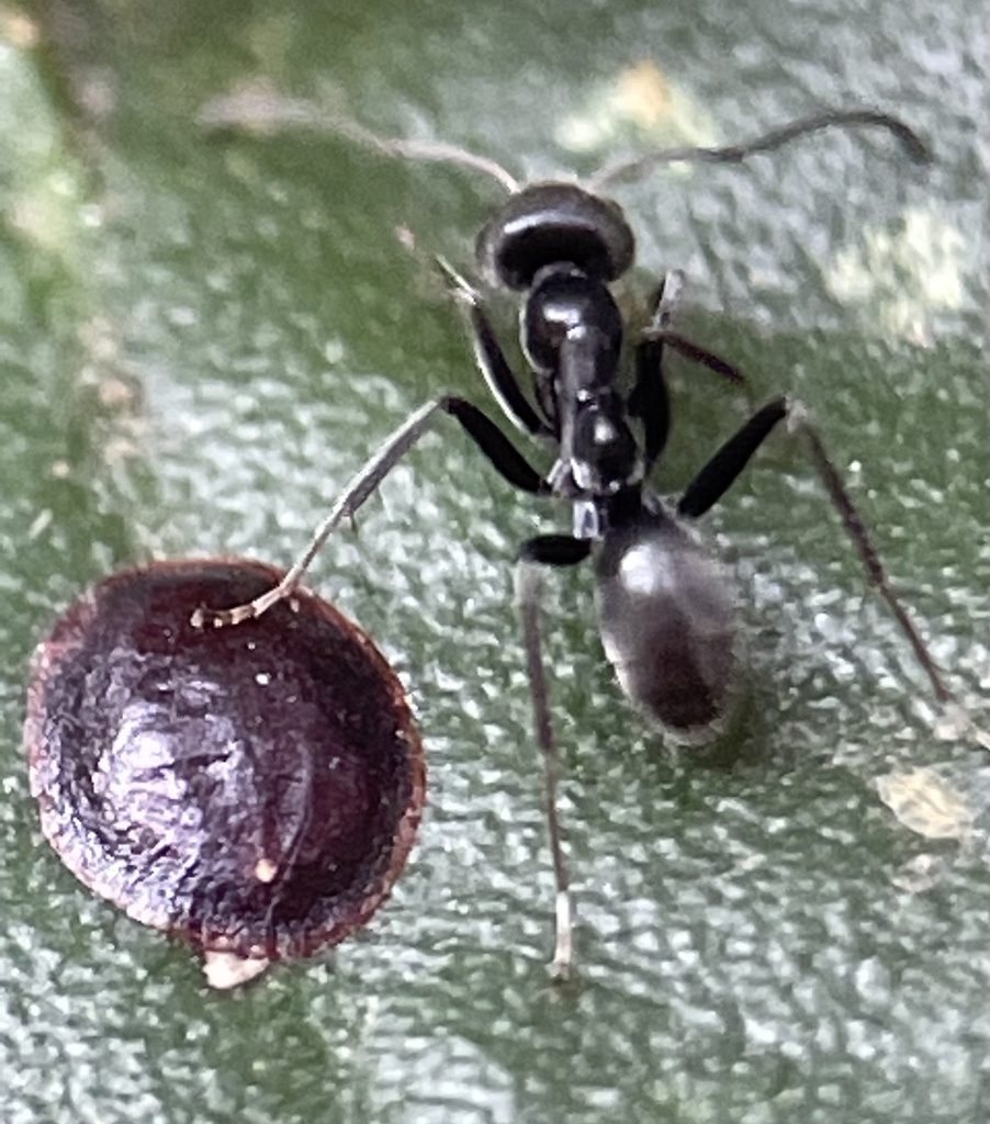 Black Scale from Frankston South, VIC, AU on January 29, 2022 at 04:23 ...