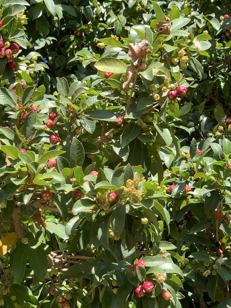 scrub cherry from AP Venter Avenue, Stellenbosch, WC, ZA on January 29 ...