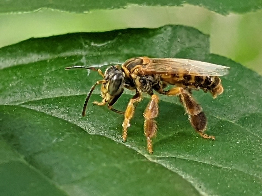 Paratetrapedia flaveola from 0 - Asa Norte Superquadra Norte 416 - Asa ...