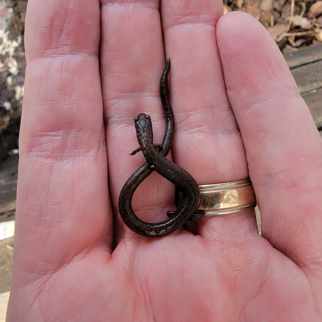 Gregarious Slender Salamander from Catheys Valley, CA 95306, USA on ...