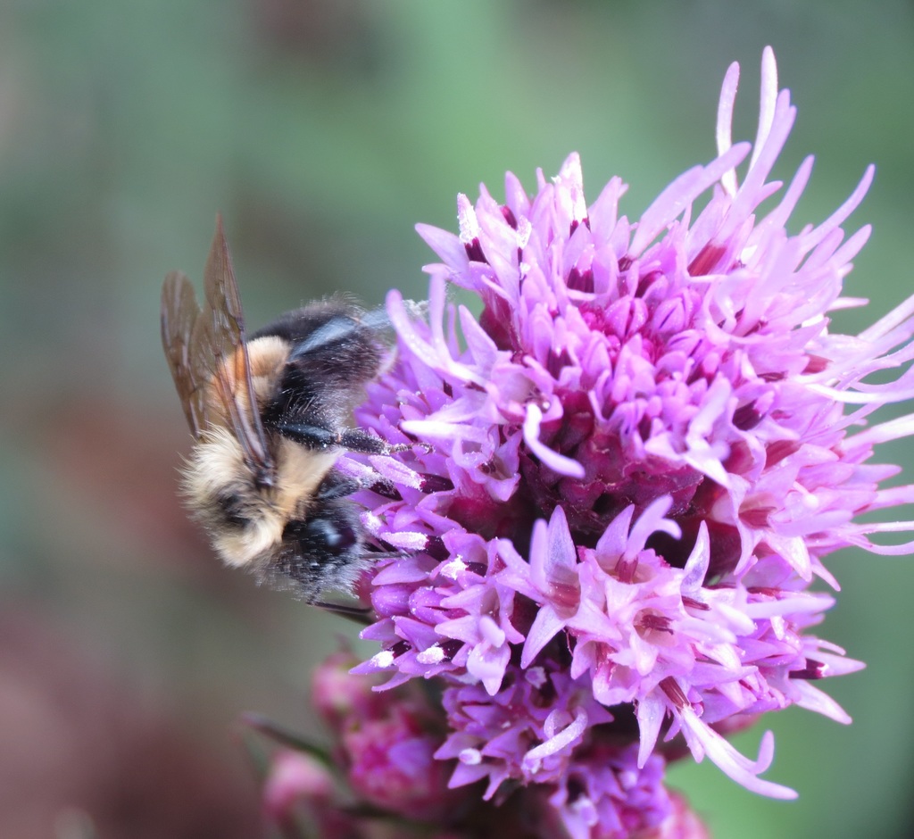 Rusty-patched Bumble Bee in July 2021 by wmct276. There were 3 bombus ...