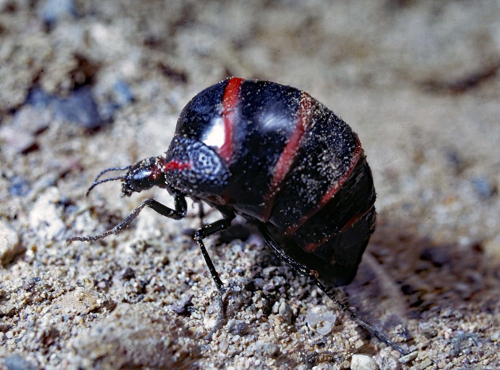Red-banded Blister Beetles from Hidalgo del Parral Municipality ...