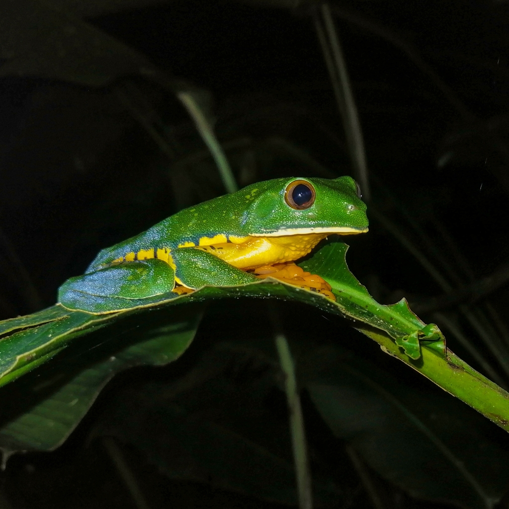 Sylvia's Tree Frog from La Selva Biological Station on January 26, 2022 ...