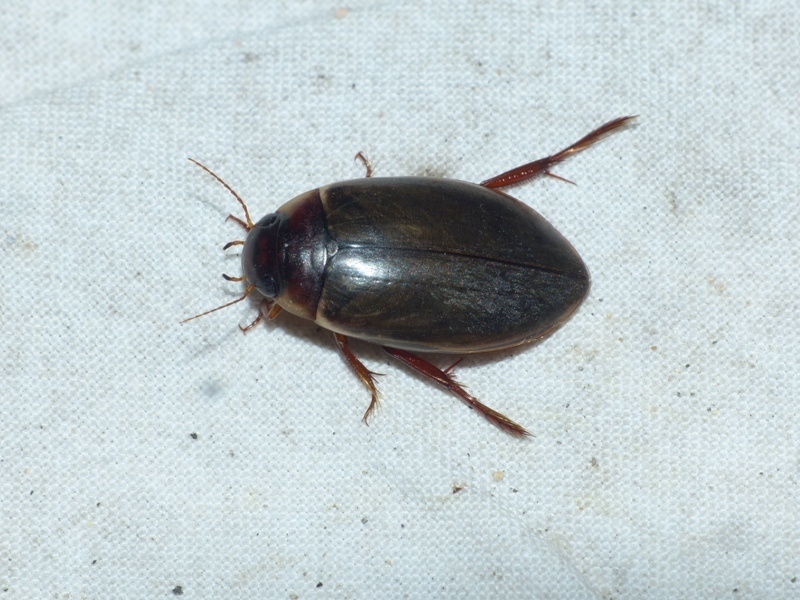 large-grooved diving beetle from 77120 Mouroux, France on May 30, 2018 ...