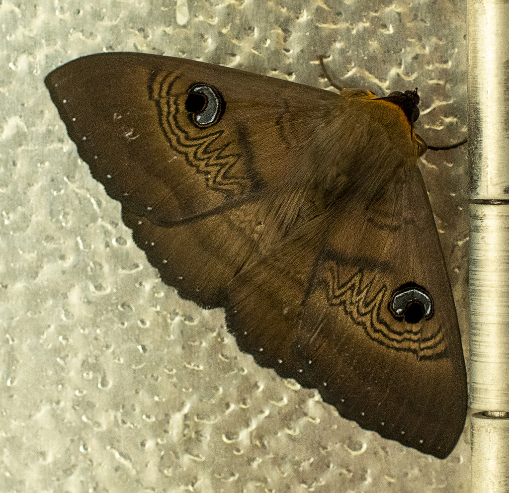 Southern Moon Moth from Paraparaumu 5034, New Zealand on March 17, 2021 ...